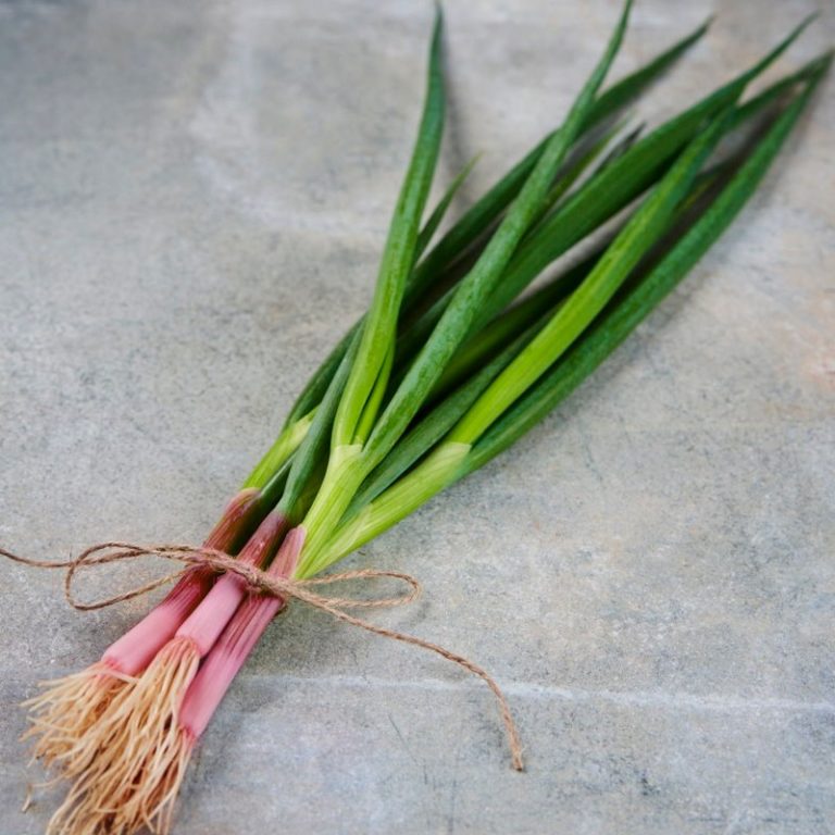Red Sabre Spring Onion - Magnus Kahl
